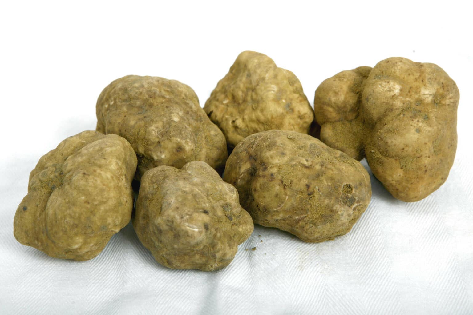 Les truffes blanches d'Alba : Tuber Magnatum Pico